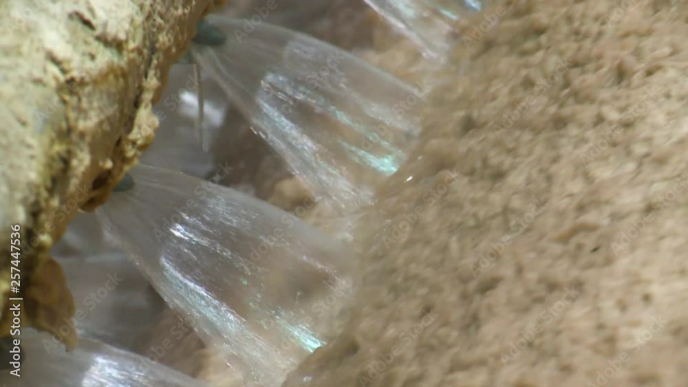 Pulp production. Washing and bleaching of wood pulp. Production of ...