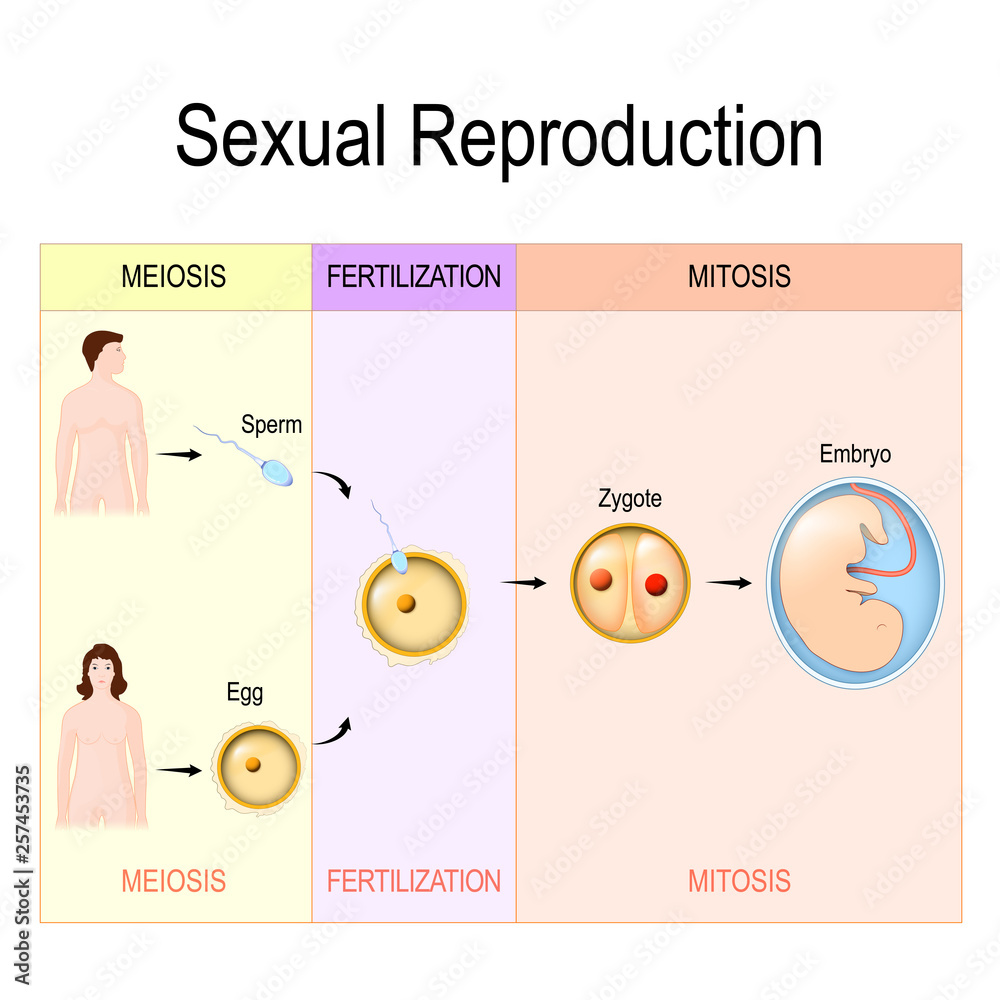Sexual Reproduction Mitosis Fertilization Meiosis Stock Vector