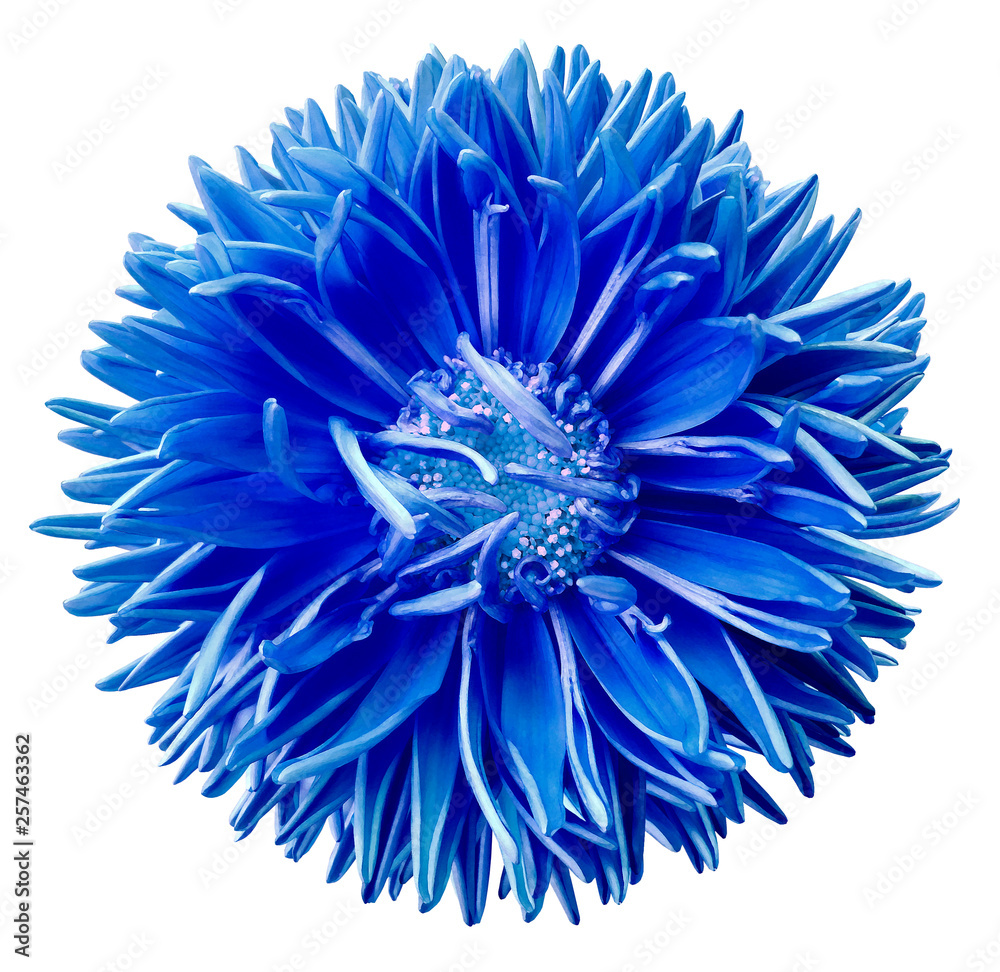 Watercolor blue aster flower isolated on white background with clipping ...