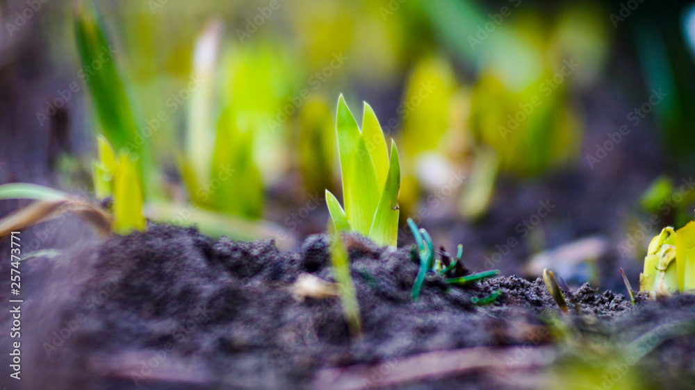 sprout grows in early spring Stock Photo | Adobe Stock