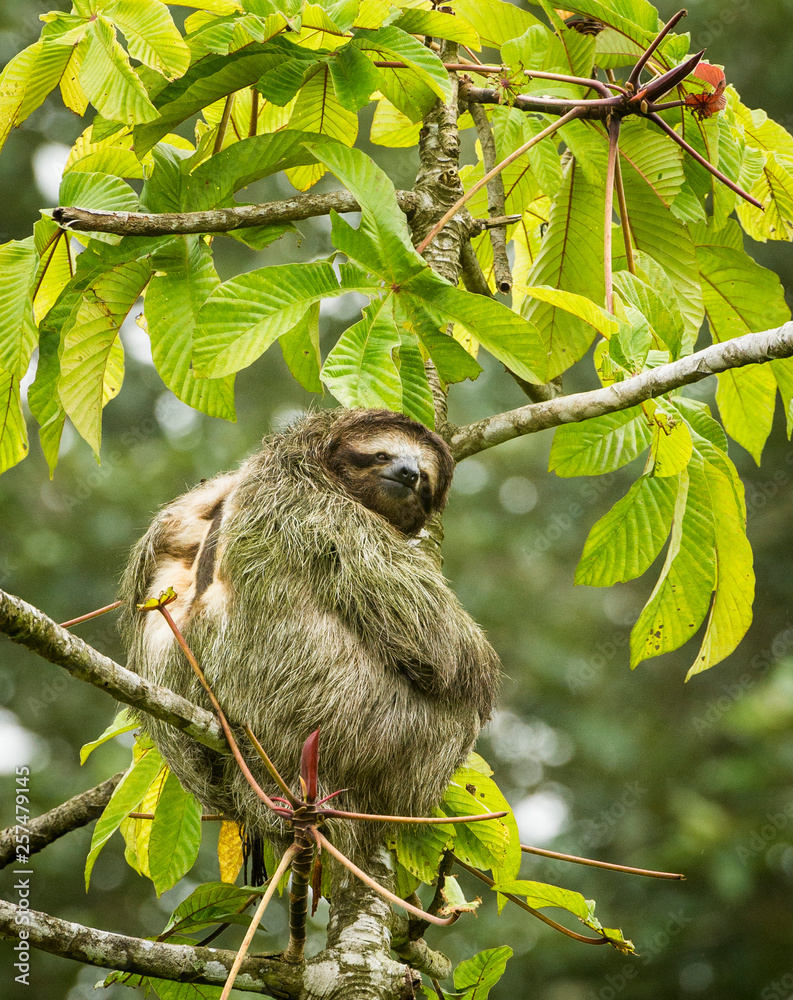 Brown-throated sloth (Bradypus variegatus), three-toed sloth Stock ...
