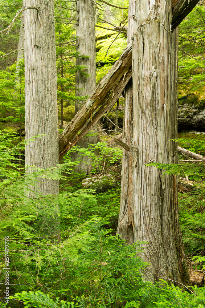 Cedar trees along Avalanche Creek, Glacier National Park, Montana Stock ...