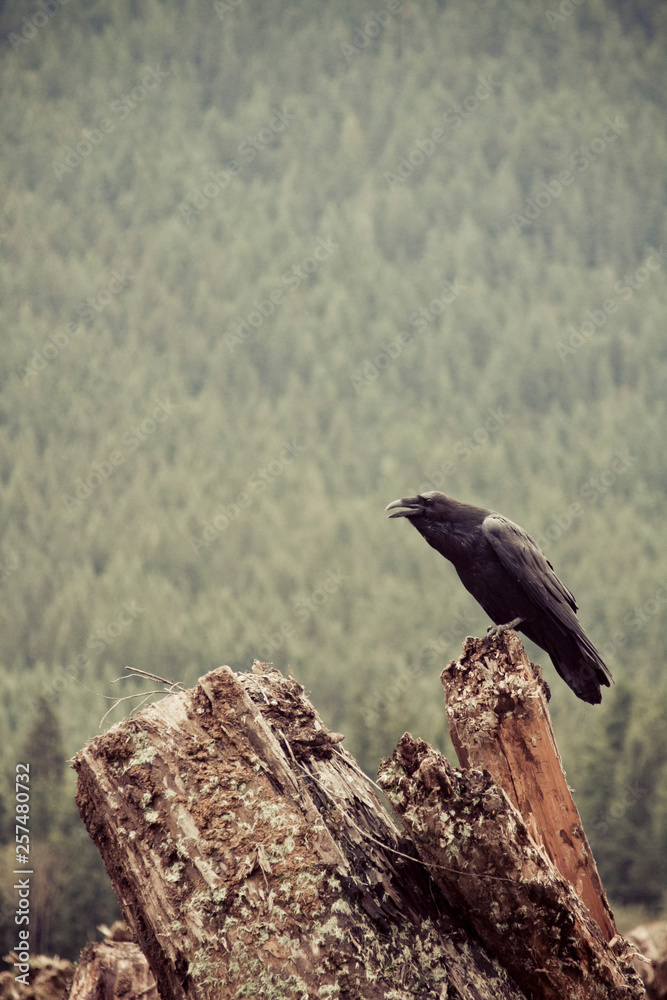 One Raven Common Raven ( Corvus corax, Northern Raven) sitting on a ...