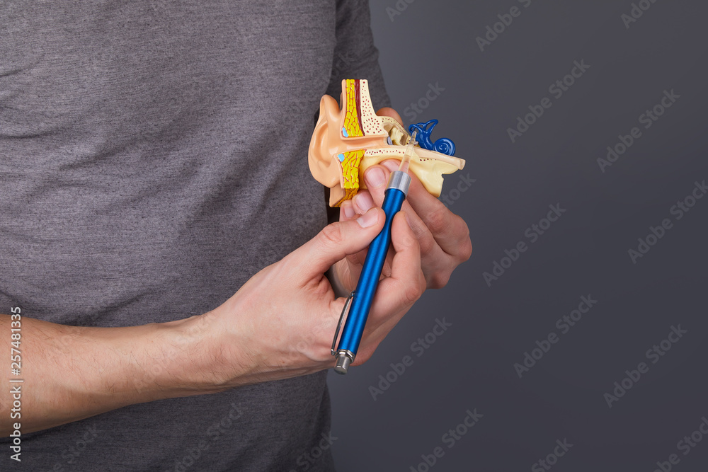 Man holding and pointing on the model of the human inner ear. Ear model ...