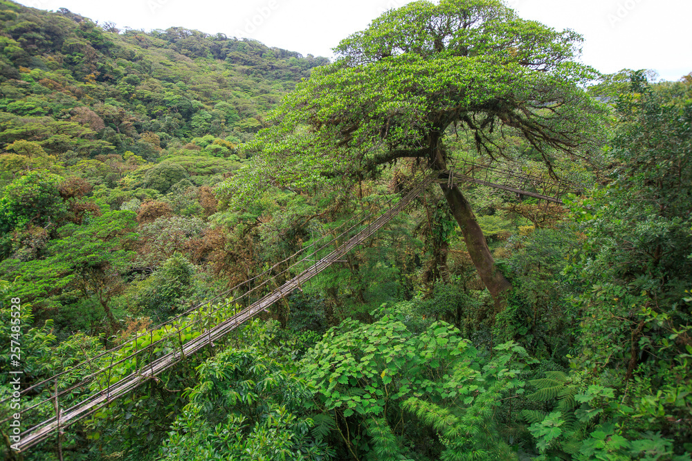 Old wooden suspension bridge hanging in trees of rainforest, Costa Rica ...
