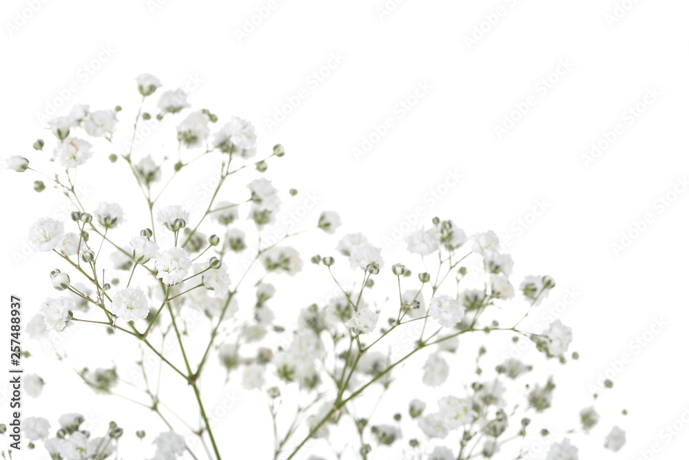 Gypsophila flowers isolated on white background Photos | Adobe Stock