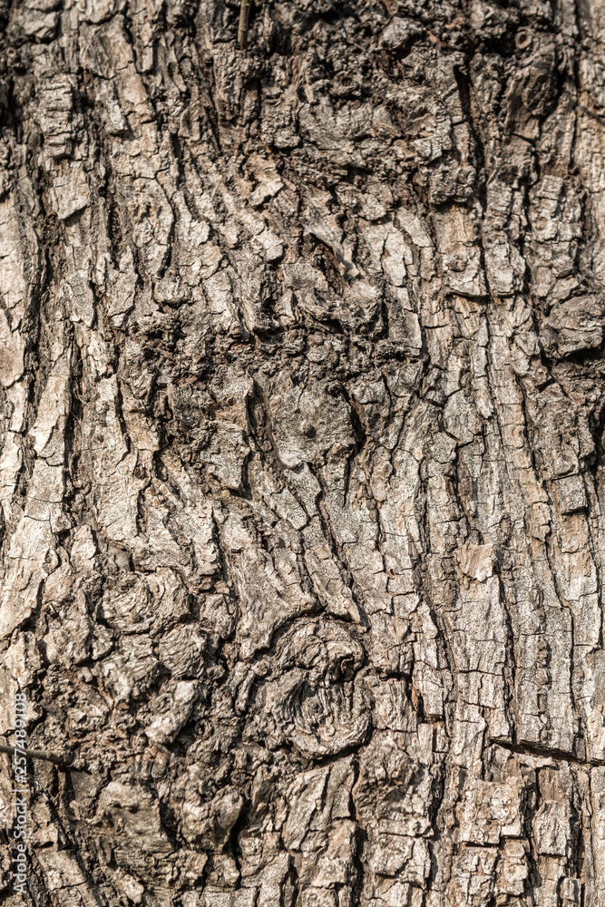 Textura de madera, árbol Stock Photo | Adobe Stock
