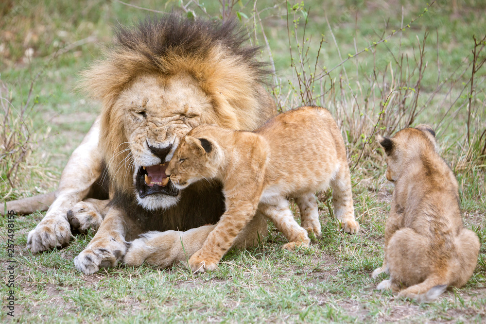Female Lion Roaring At Male Lion