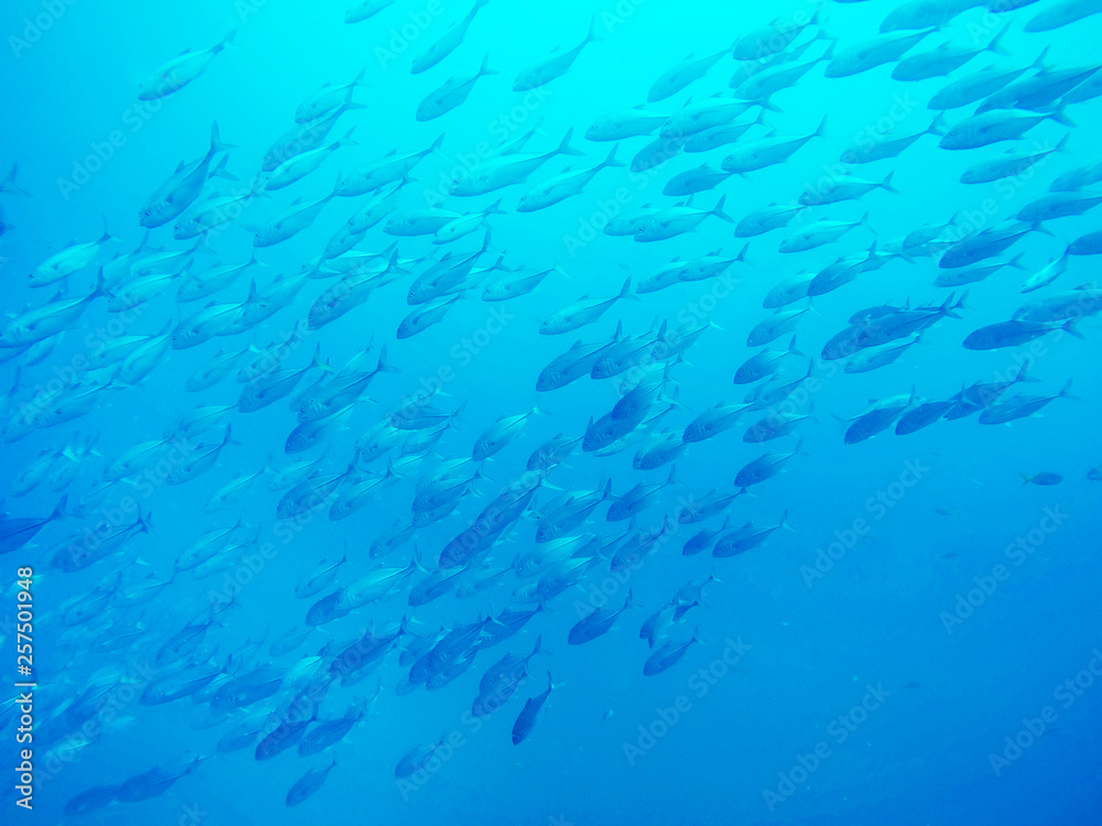 School of fish swimming underwater, Kas, Antalya, Turkey Stock Photo ...