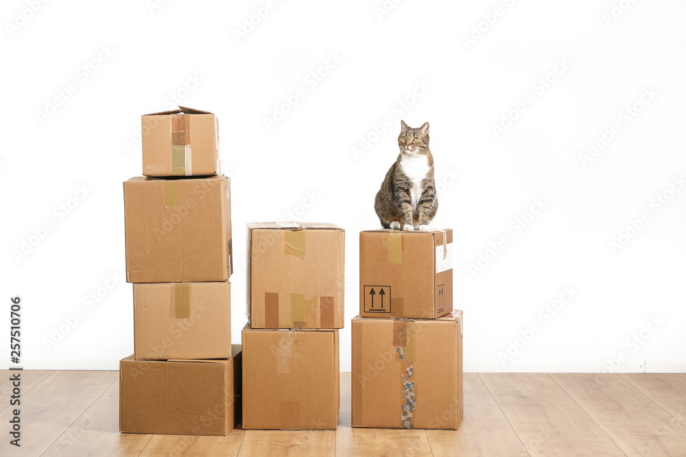 moving with animals Stock Photo | Adobe Stock
