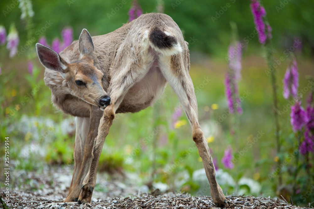 A baby Black-tailed Deer scratches an itch on its hind leg. Stock Photo ...