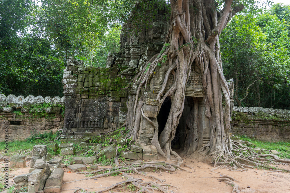 Tree with huge overground roots clinging to an ancient khmer gate at ...
