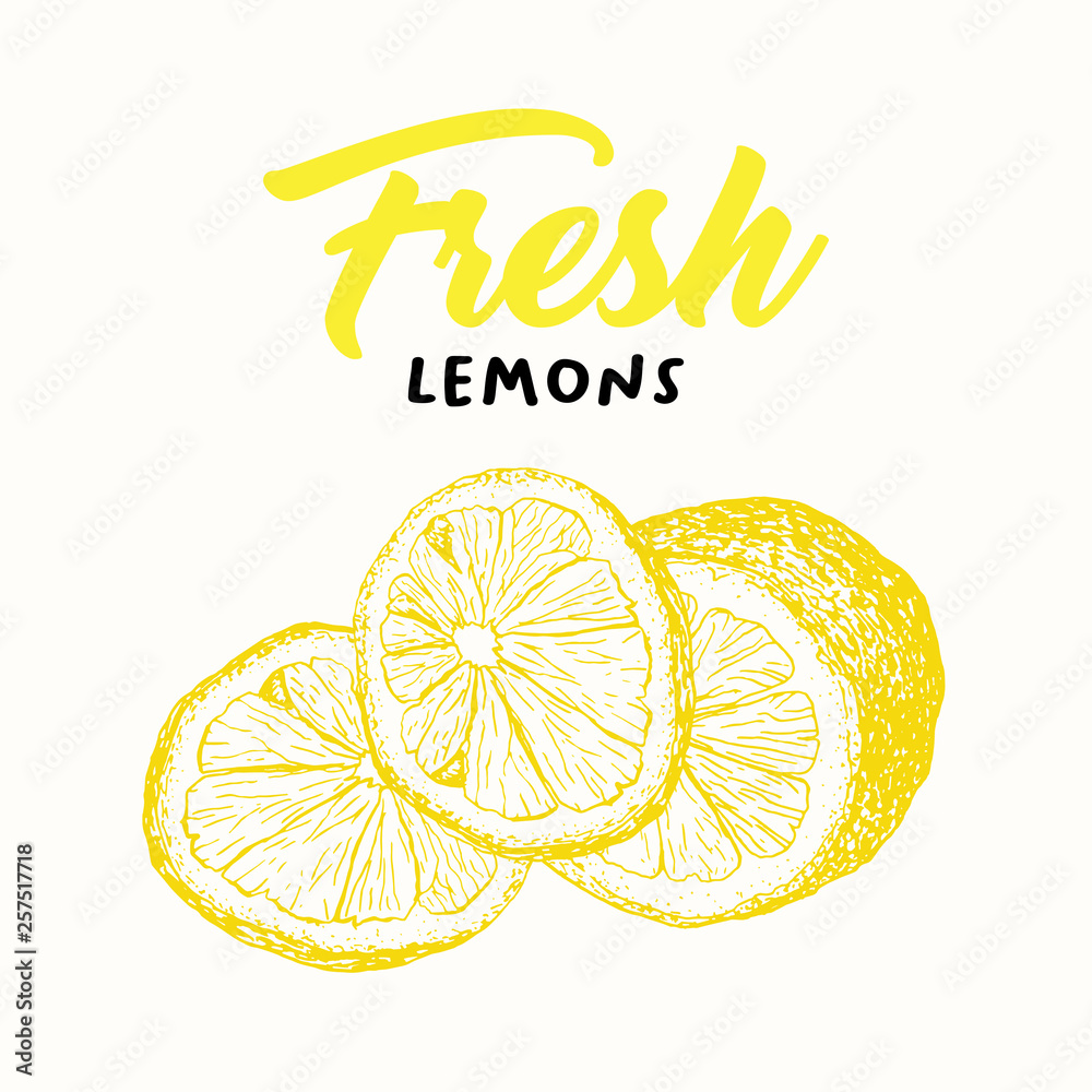 Fresh lemon vector illustration. Sketch fruit clipart. Handwritten ...
