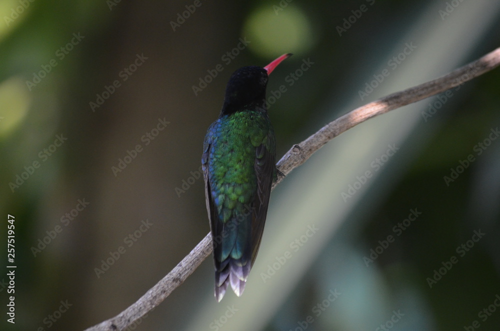 Red-Billed Streamertail Hummingbird (Trochilus Polytmus) in Jamaica W ...