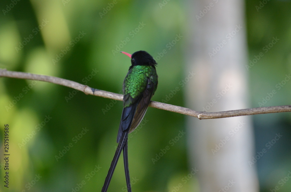 Red-Billed Streamertail Hummingbird (Trochilus Polytmus) in Jamaica W ...