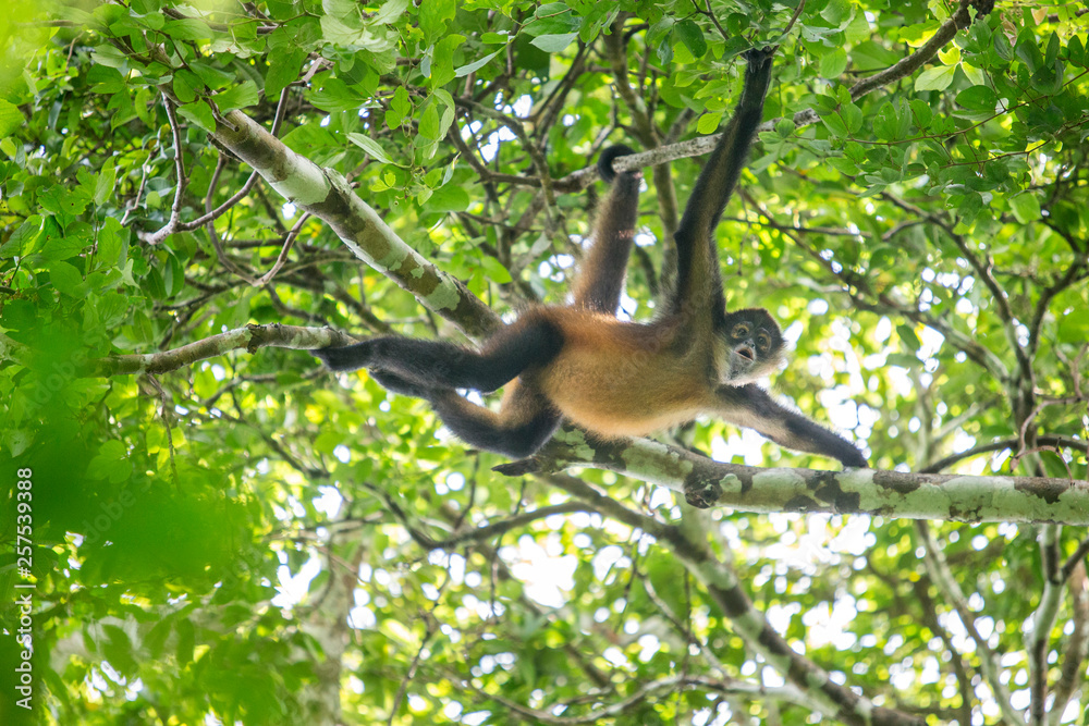 Azuero?spider monkey?(Ateles?geoffroyi?azuerensis), Azuero?Peninsula ...