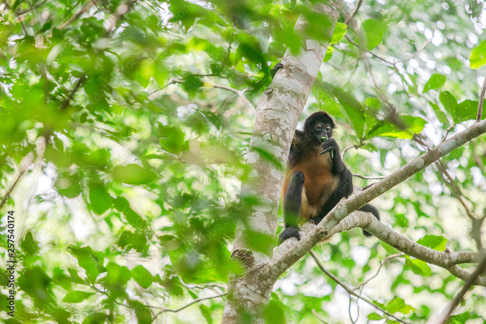 Azuero spider monkey?(Ateles geoffroyi azuerensis), Azuero?Peninsula ...