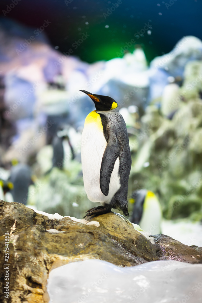 sleeping emperor penguin in animal park Stock-Foto | Adobe Stock