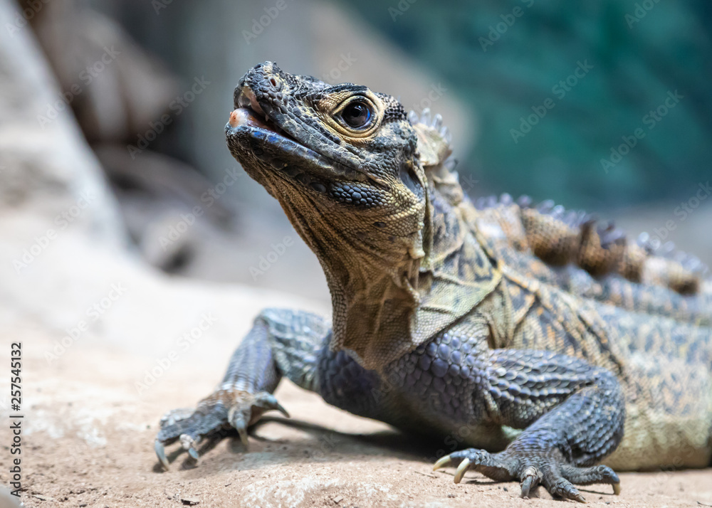 Philippine sailfin lizard (Hydrosaurus pustulatus) Stock Photo | Adobe ...