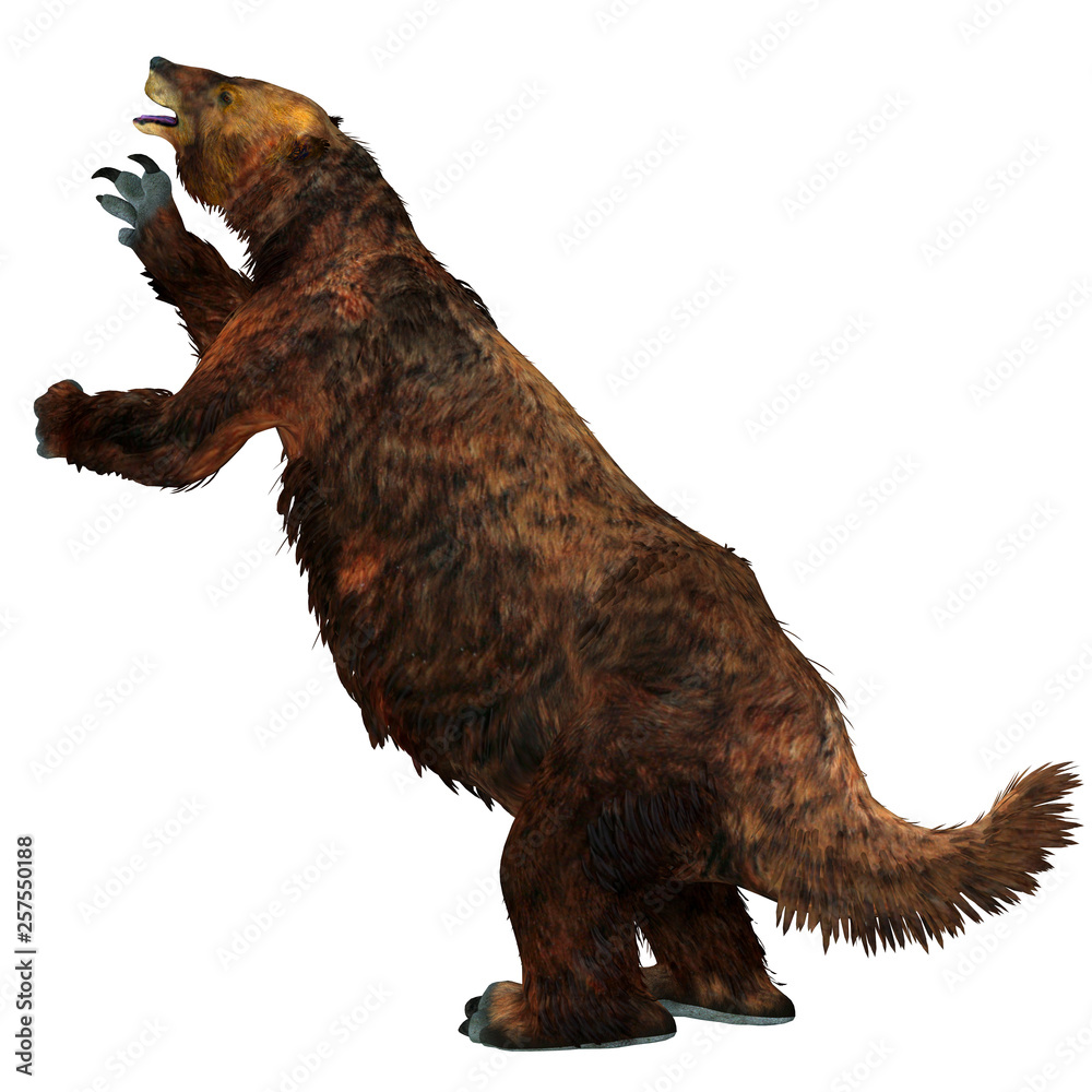Megatherium Sloth Tail - Megatherium was a herbivorous Giant Ground Sloth that lived in Central ...