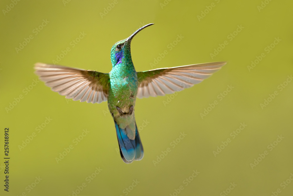 Mexican violetear (Colibri thalassinus) is a medium-sized, metallic ...