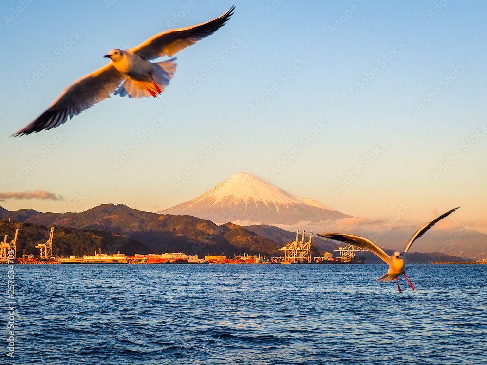 Seagull fly and Mt. Fuji background on Dream Ferry Mini Cruise ...