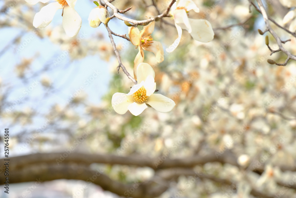 magnolia kobus Stock Photo | Adobe Stock