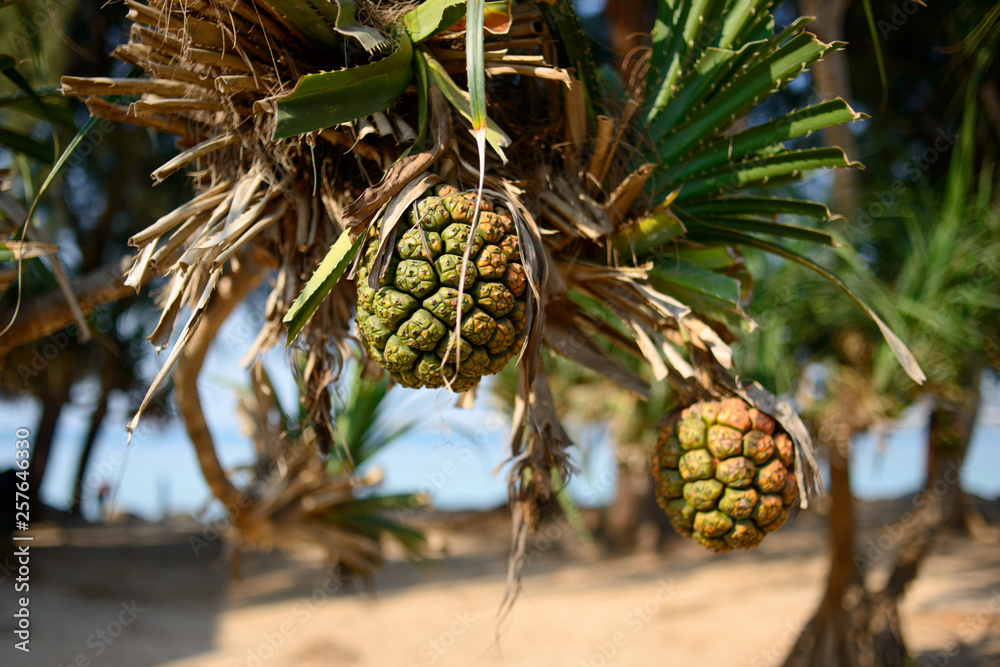 Pandanus tectorius tree. Tropical pandan fruit on a tree. Blurred ...
