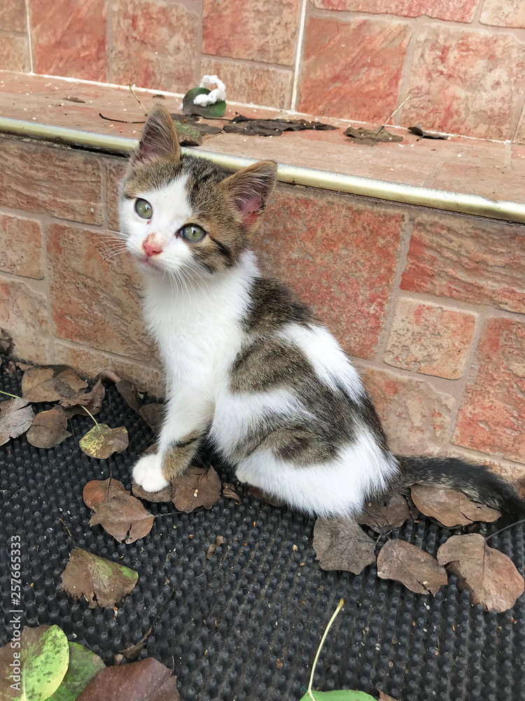 sad cat standing in front of stairs Stock Photo | Adobe Stock