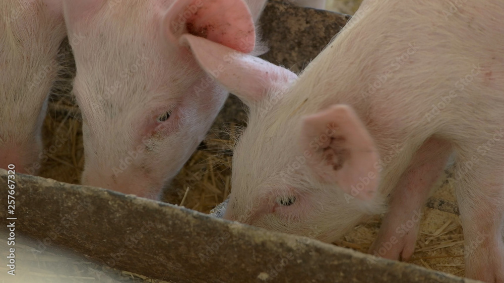 Piglets lying on straw. Pigs near a sow. Piggies sleeping in the barn ...