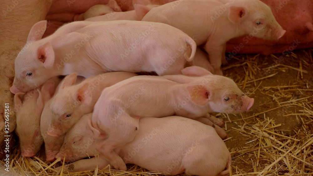 Piglets lying on straw. Pigs near a sow. Piggies sleeping in the barn ...