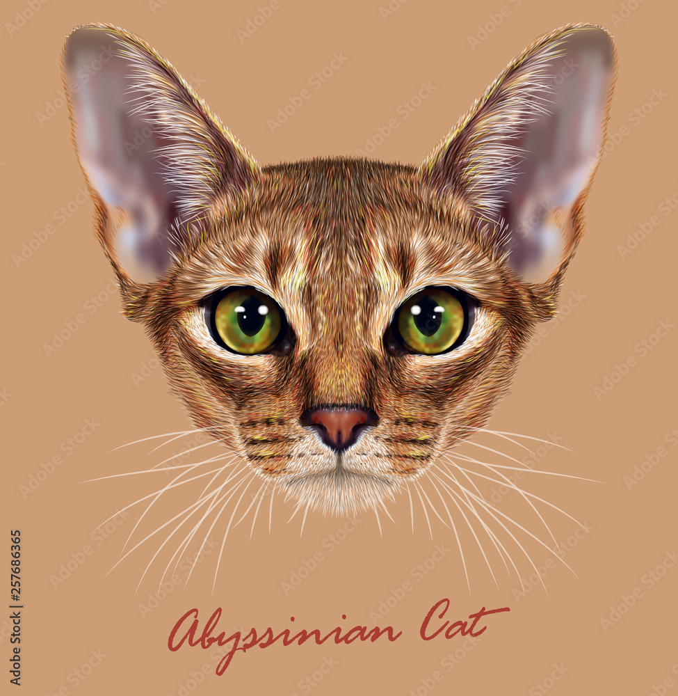 Ruddy Abyssinian Kitten