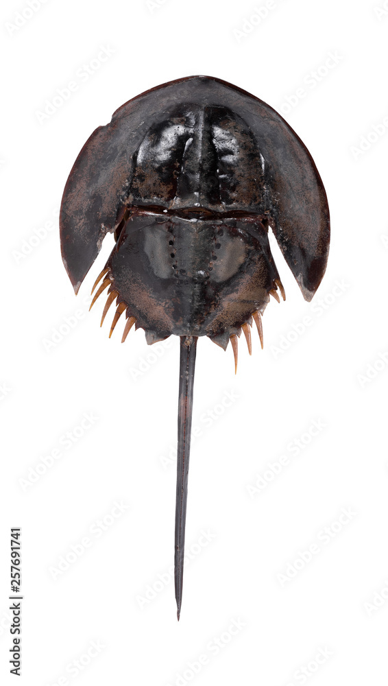 Marine Arthropoda Phylum