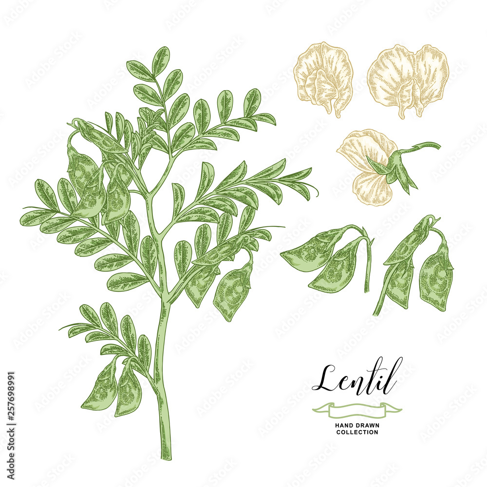 Lentil plant isolated on white background. Lentil branch with flowers ...