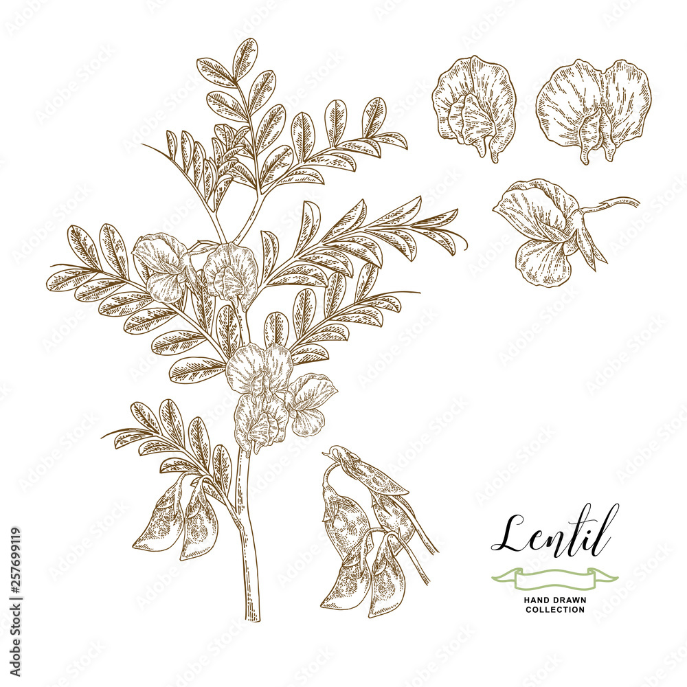 Lentil plant isolated on white background. Lentil branch with flowers ...