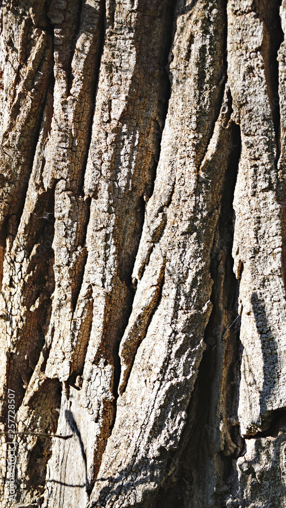 Corteza de árbol para fondos y textures Stock Photo | Adobe Stock