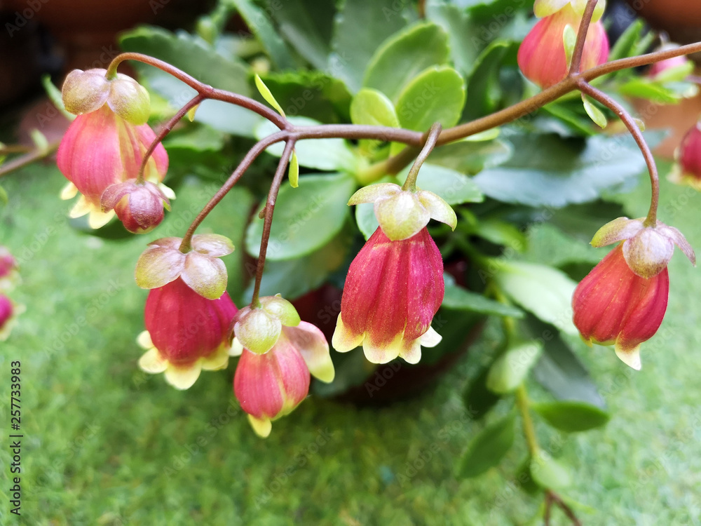 Pianta di Kalanchoe Wendy, Kalanchoe Wendy plant Stock Photo | Adobe Stock