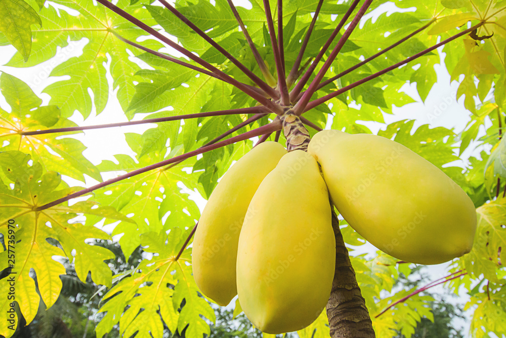 Golden papaya. Its color is yellow or gold. This kind of papaya is ...