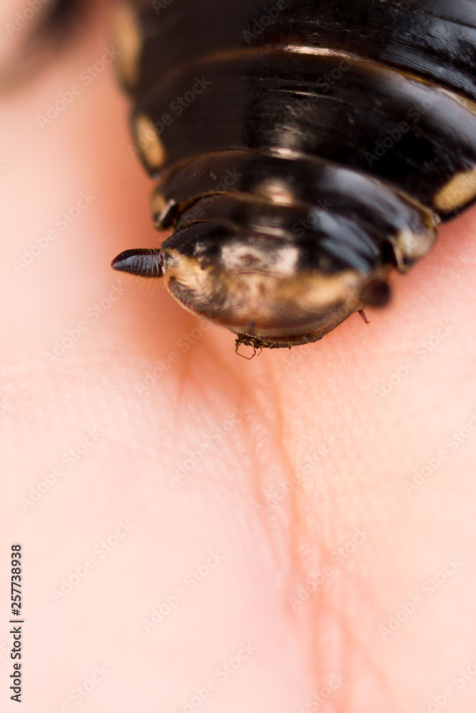 Cockroach little car Lucihormetica subcincta with orange spots ...