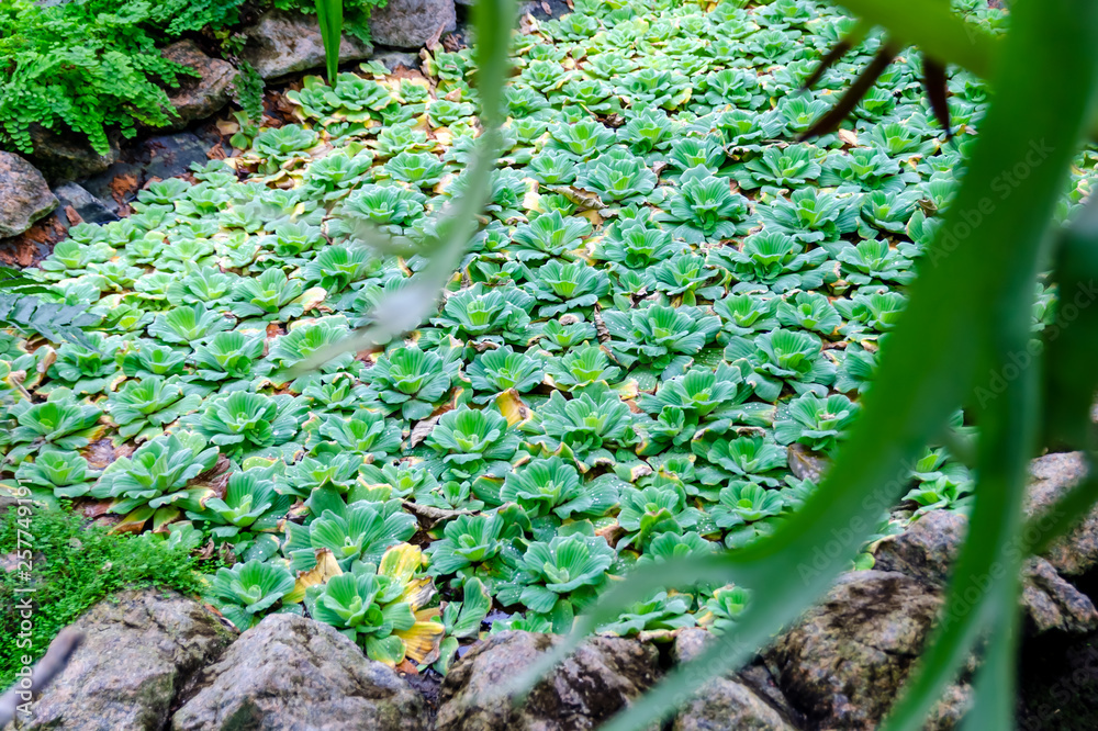 Lush green pistia plants covering the entire water surface of a small ...