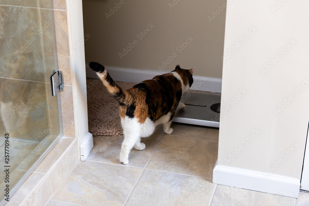 One orange calico cat walking inside modern luxury tiled bathroom in ...
