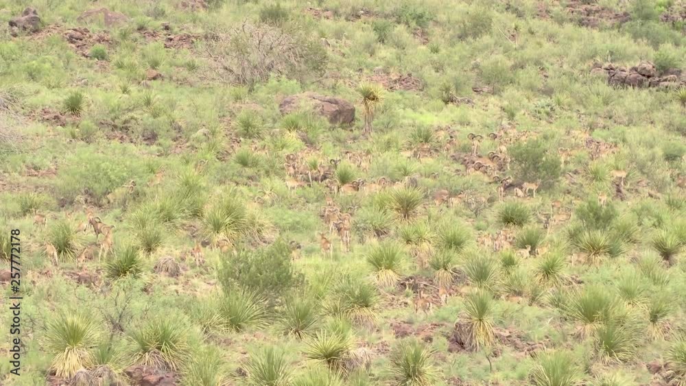 Camouflaged and barely seen, Texas Desert Bighorn sheep move throughout ...