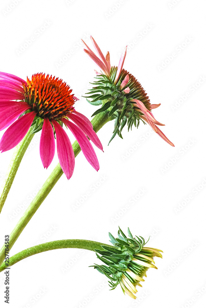 Vertical closeup of a cluster of coneflowers (echinacea) at different ...
