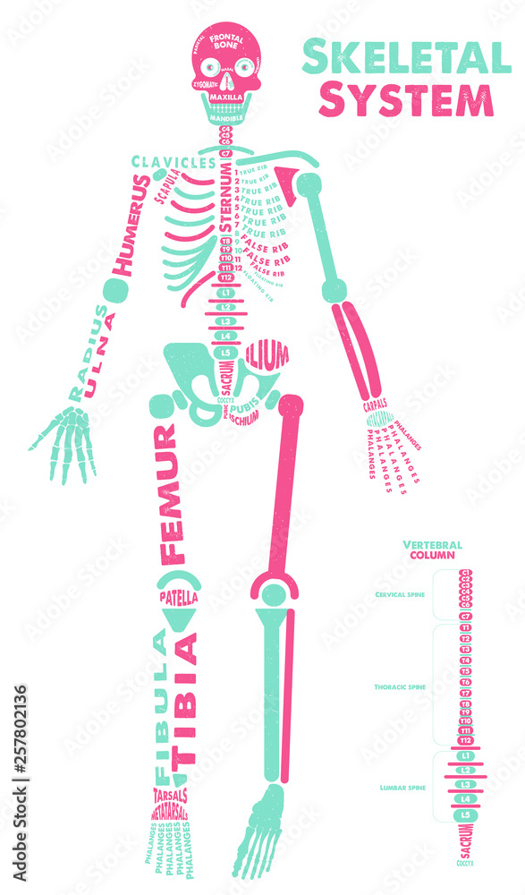 Skeletal System Poster. Didactic Board of Anatomy of Human Bony System ...