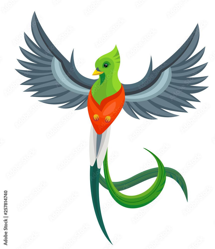 Vector beautiful flying quetzal bird symbol of Guatemala isolated on ...