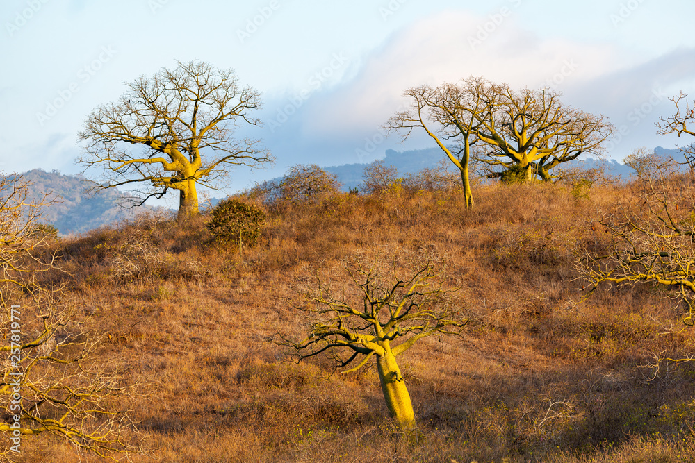 Ceibos with its voluminous trunks and twisted branches at sunset Stock ...