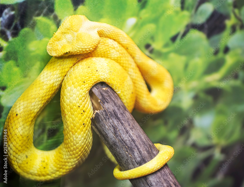 Beautiful Pit Viper. This snake is common in Thailand. The main ...