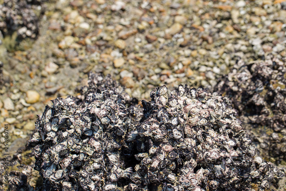 Barnacles on rock - shellfish on the rocks / dry shellfish dead on the ...
