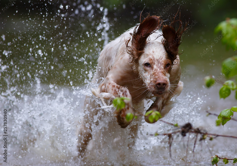 English Setter Pointing