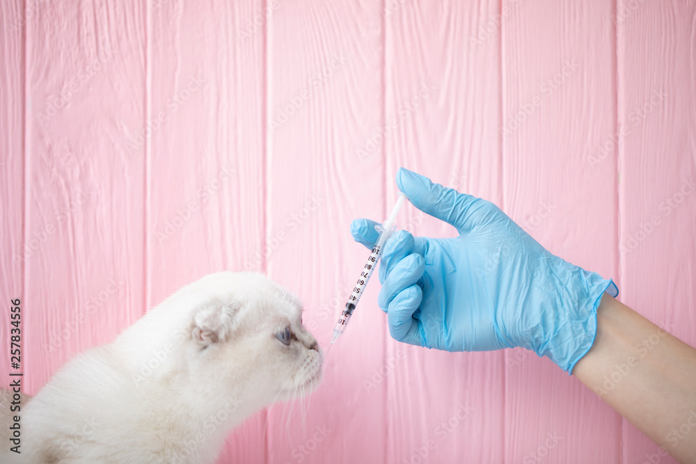 Veterinarian giving an injection to a cat on a surgical table ...